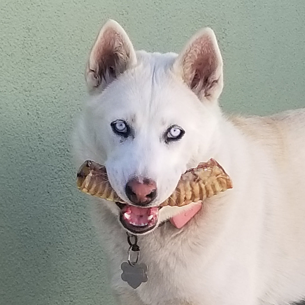 Beef Trachea for Dogs (8-10 Inch) | Sourced & Made in USA - Campfire Treats